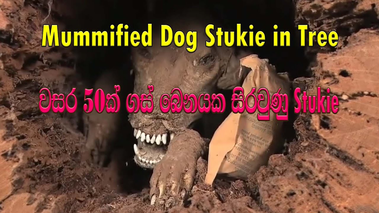 වසර 50ක් ගස් බෙනයක සිරවුණු Stukie l Stukie Mummified Dog Mummified Dog ...