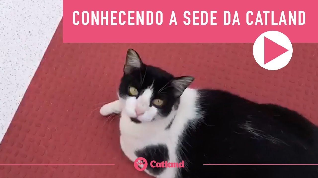 Catland - CONHECENDO A SEDE DA CATLAND - YouTube
