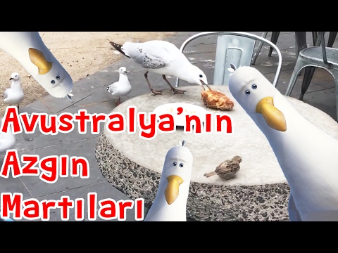Avustralya'nın Azgın Martıları | Bizim Aile Eğlenceli Çocuk Videoları