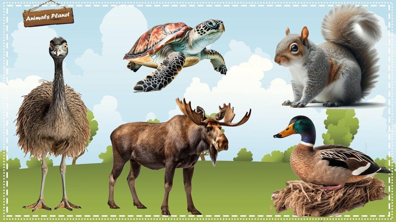 Cutest Animal Moments with Sounds: Ostrich, Turtle, Squirrel, Moose ...