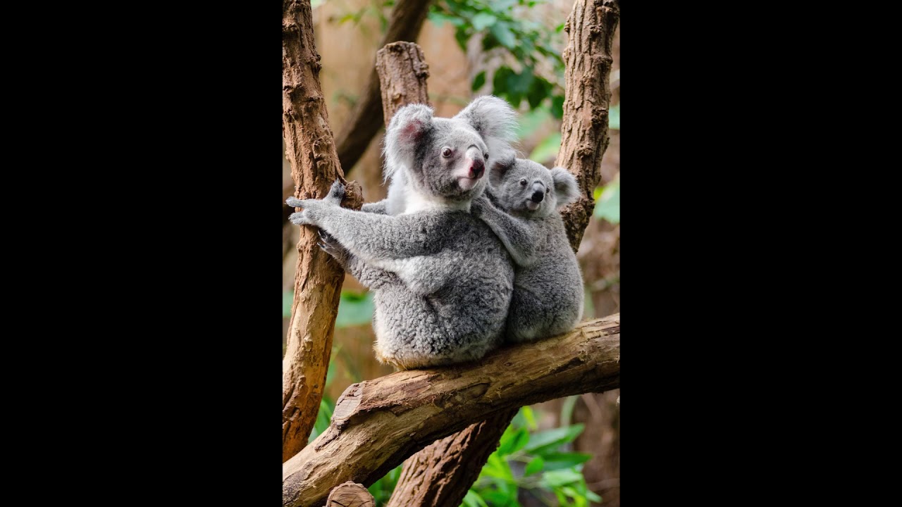Relax Koala Music - YouTube