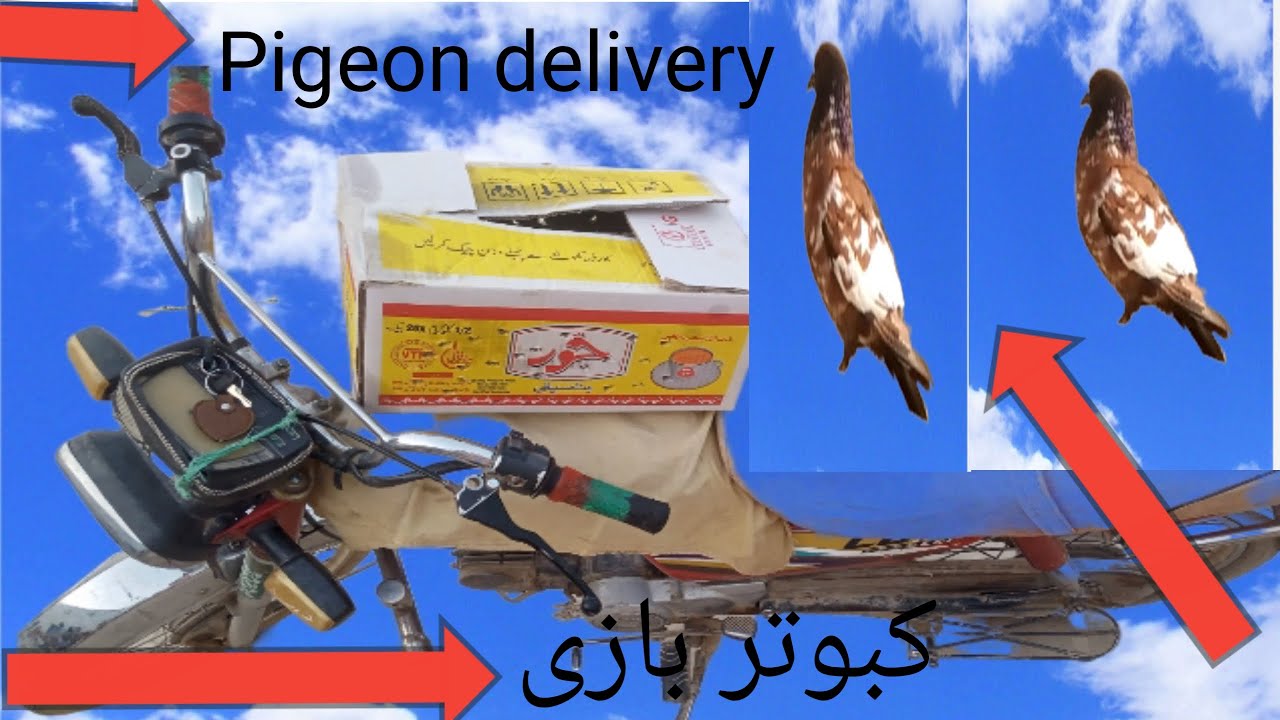 Pigeon delivery vlog|pigeon delivery service|entertainment vlog|pigeon ...