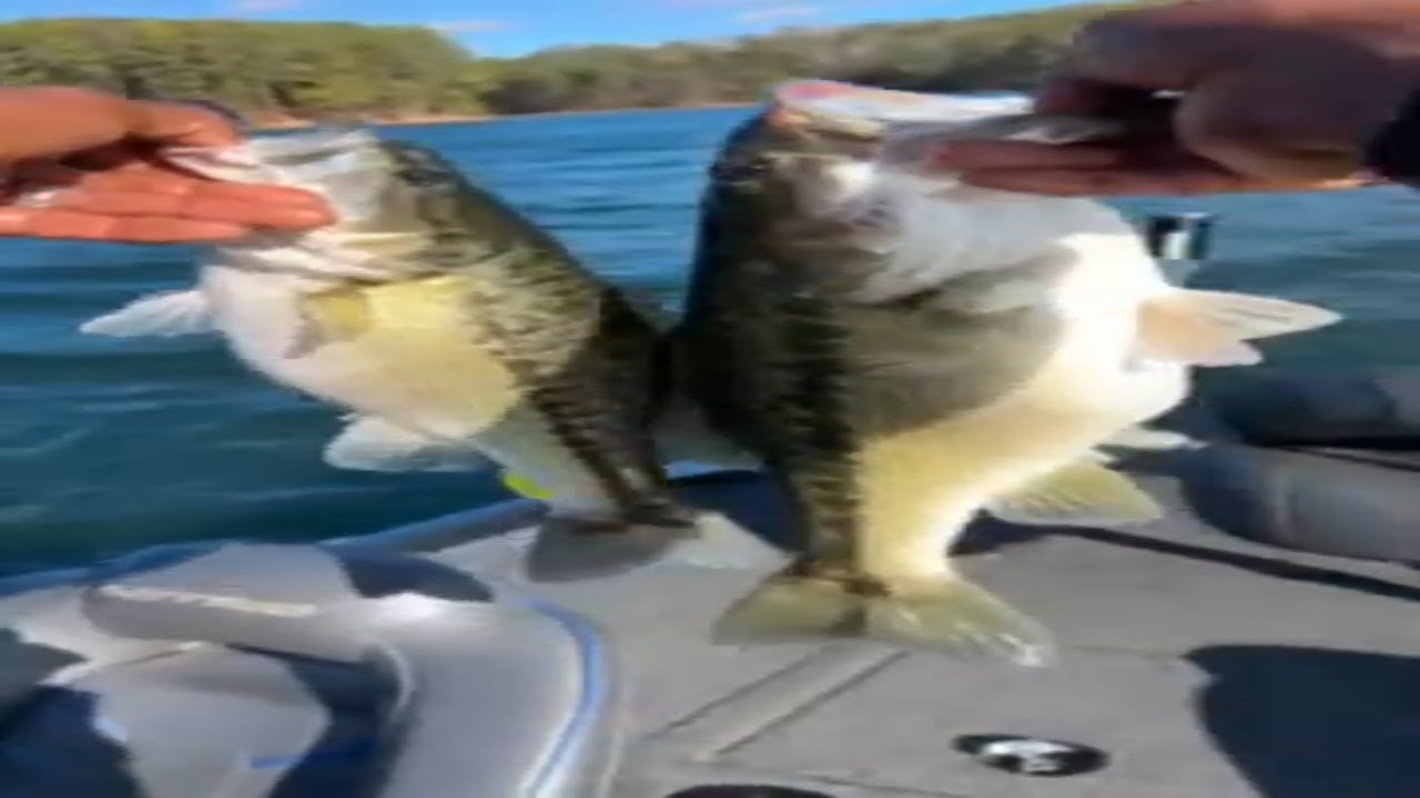 Bass Fishing - $140 Bass For Cash! FishXLive.com - YouTube