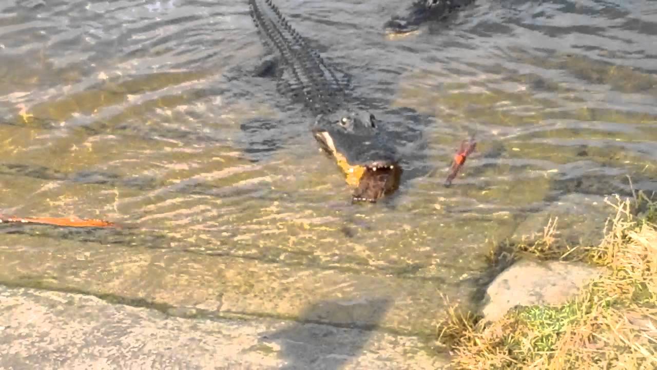 Gator at duck hunt - YouTube