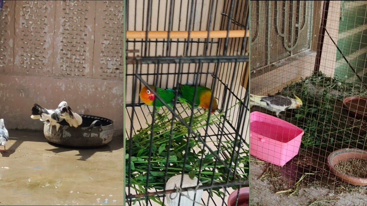 pets Ka setup neat and clean Kar Diya 😀 - YouTube