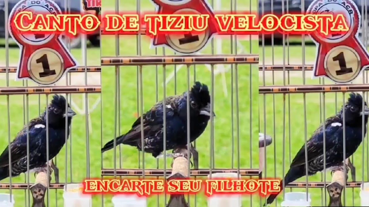 CANTO DE TIZIU VELOCISTA PARA ENCARTAR FILHOTES #tiziu #pets #aves # ...