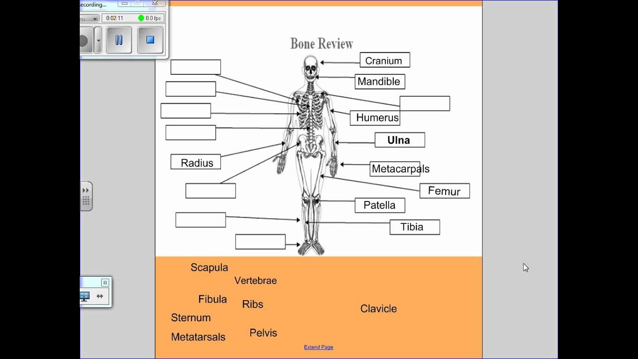 5th-8th Grade Bone Review.wmv - YouTube
