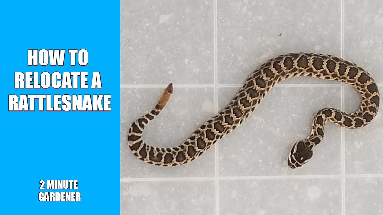 How to relocate a rattlesnake - YouTube