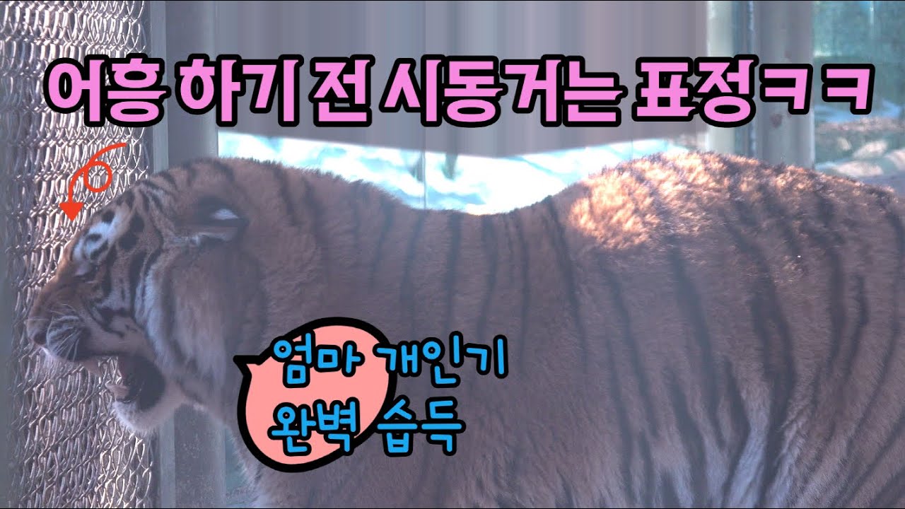 ★에버랜드 한국호랑이★ 엄마 개인기 뺏어감ㅋㅋ 어흥 시동과정부터 어흥까지 자신만의 스타일로 해석한 아름이 애니멀톡 4분 20초부터 Youtube