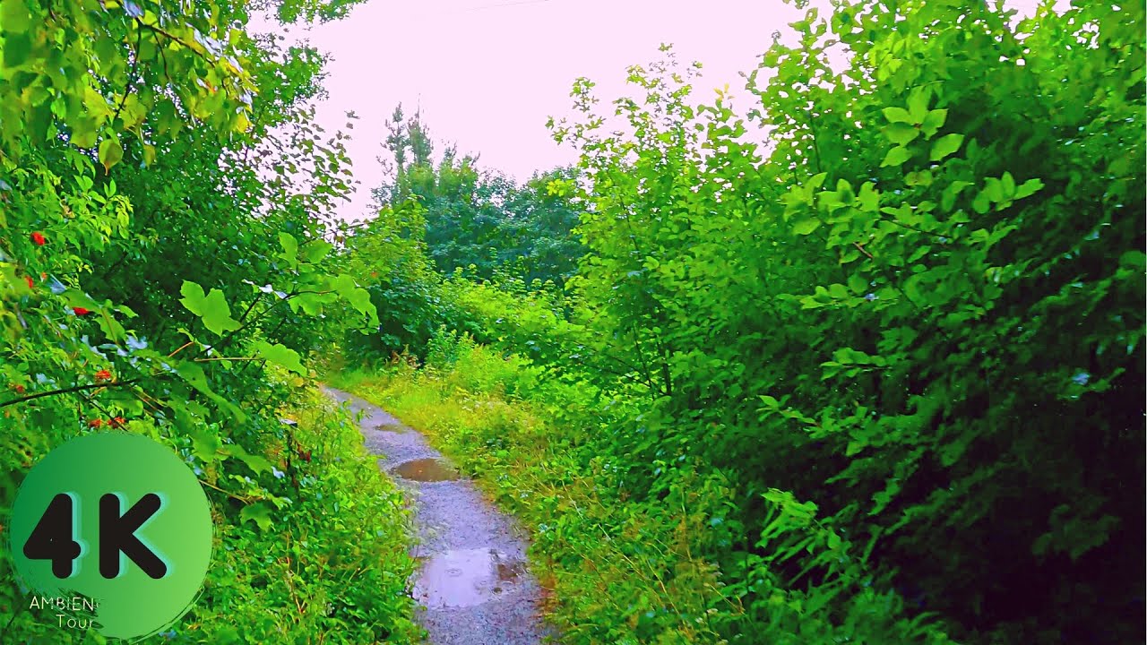 【4K】Relaxing Walk in the Rain, Umbrella and Nature Sounds for Sleep and ...