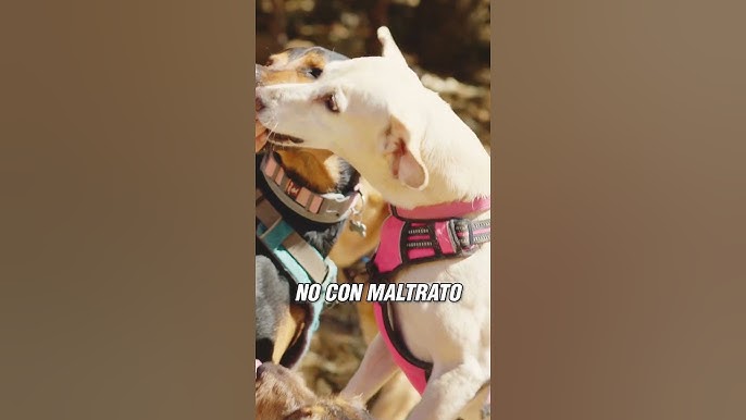 Por Qué Mi Perro Come Heces De Gato