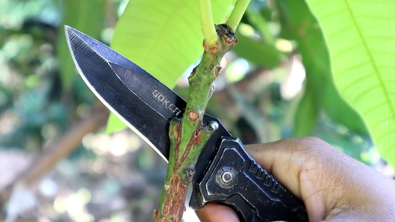 Grafting Mango Tree Tutorial For Beginner | Inspiration Today - YouTube