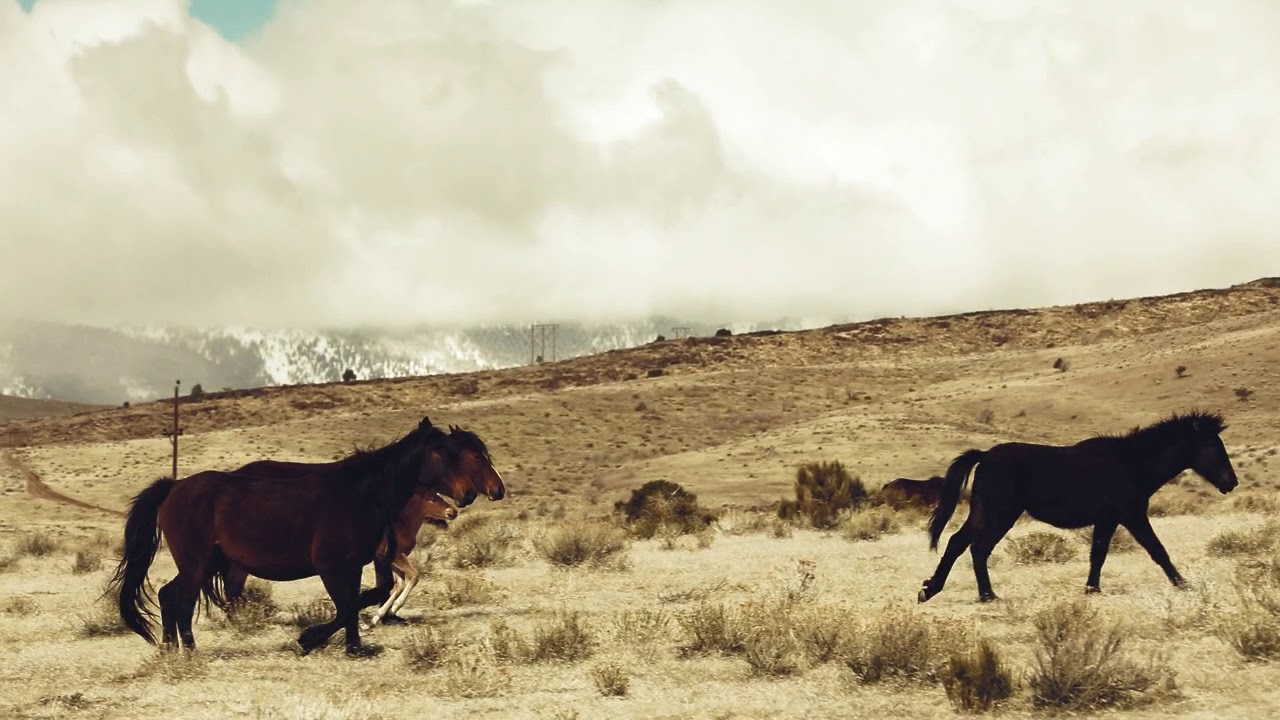 Wild Mustangs, Carson City, Nevada - YouTube