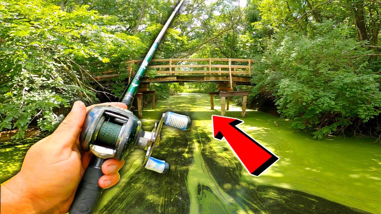 HIDDEN Backwater Swamp is LOADED w/ Big Fish! - YouTube