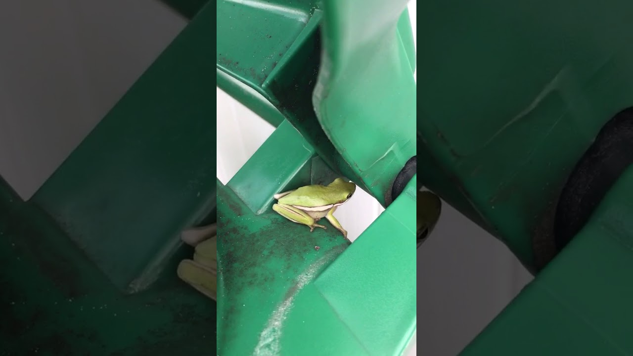 Frog in Garbage pail - YouTube
