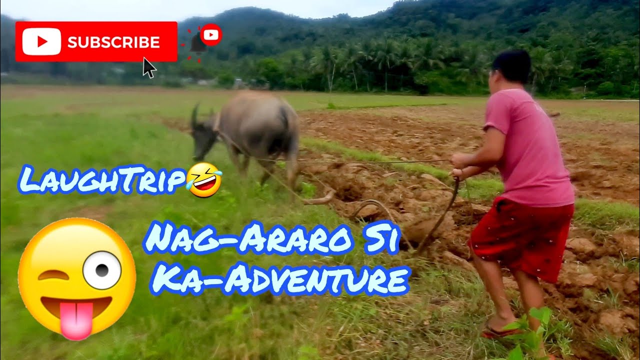 Adventure in the rice field-Araro Edition - YouTube