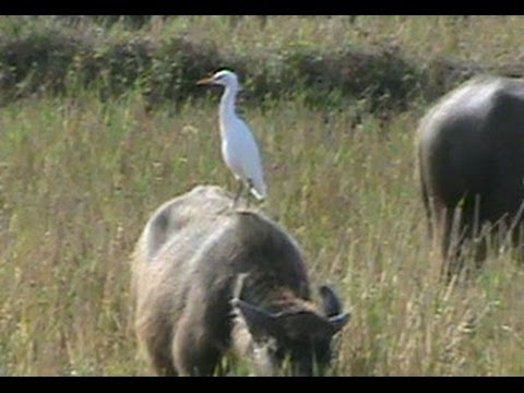 The Cattle Egret rides a Buffalo - YouTube