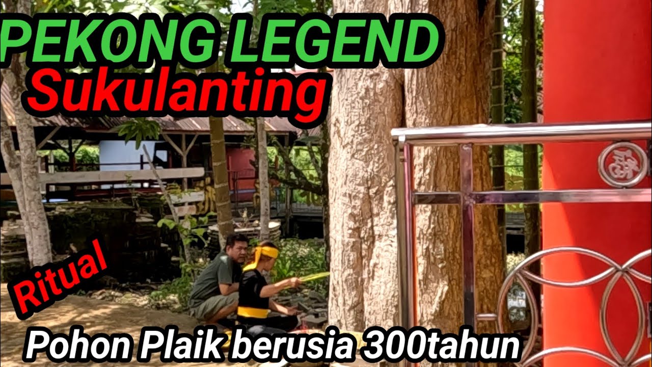 PEKONG SUKULANTING di Kuburaya, Kalimantan Barat, memiliki sejarah yang ...
