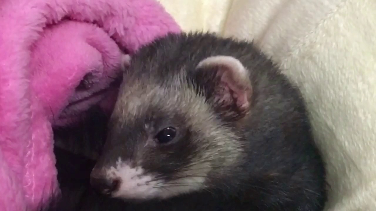 Trailer Ferret Horror Movie - YouTube