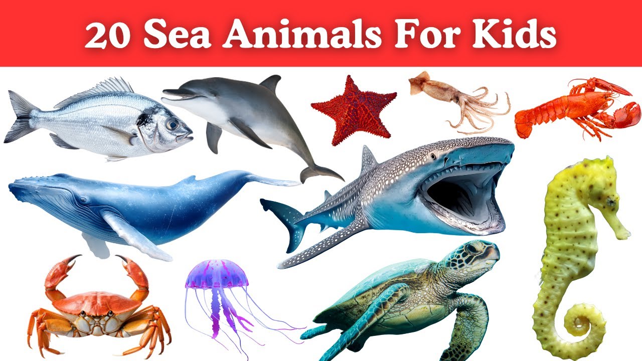 Sea Animals You Won't Believe Exist in the Ocean! | 20 Sea Animals For ...