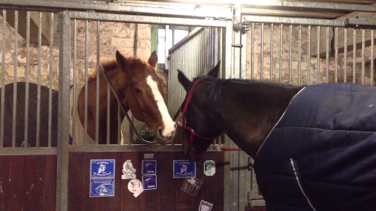 Chevaux drôles - YouTube
