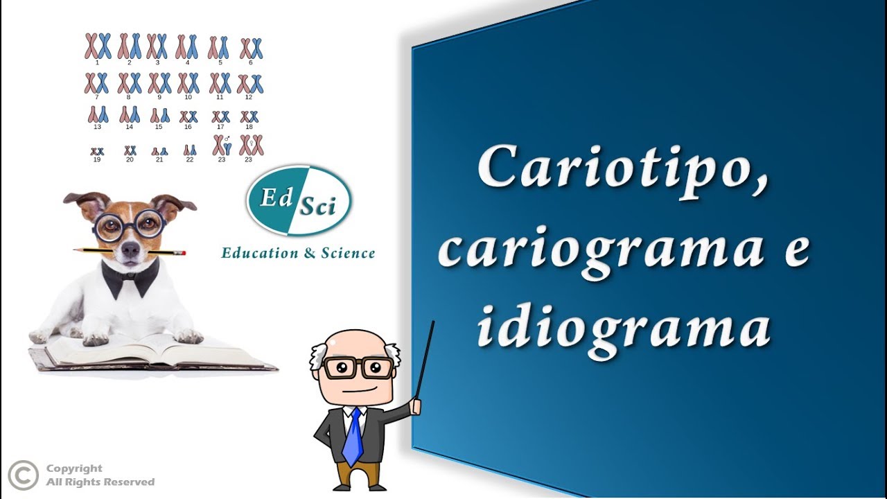 🔝 Cariotipo, cariograma e idiograma 🔬 🔴 - YouTube