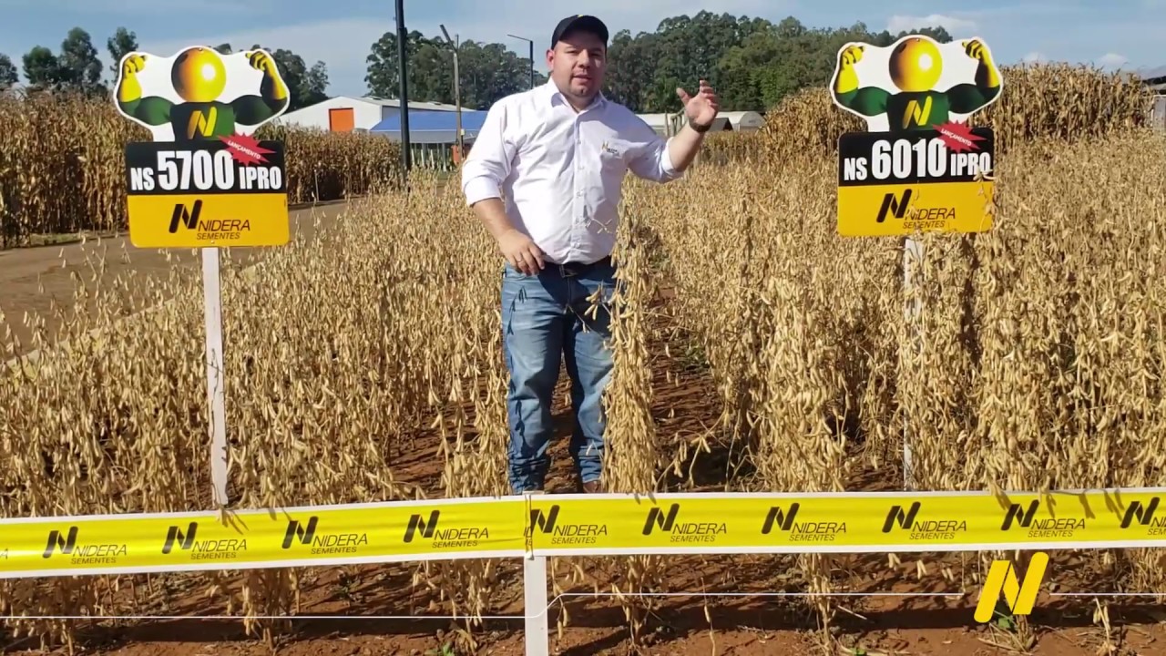 NIDERA SEMENTES - Dia de Campo Virtual NS 5700 IPRO e NS 6010 IPRO ...