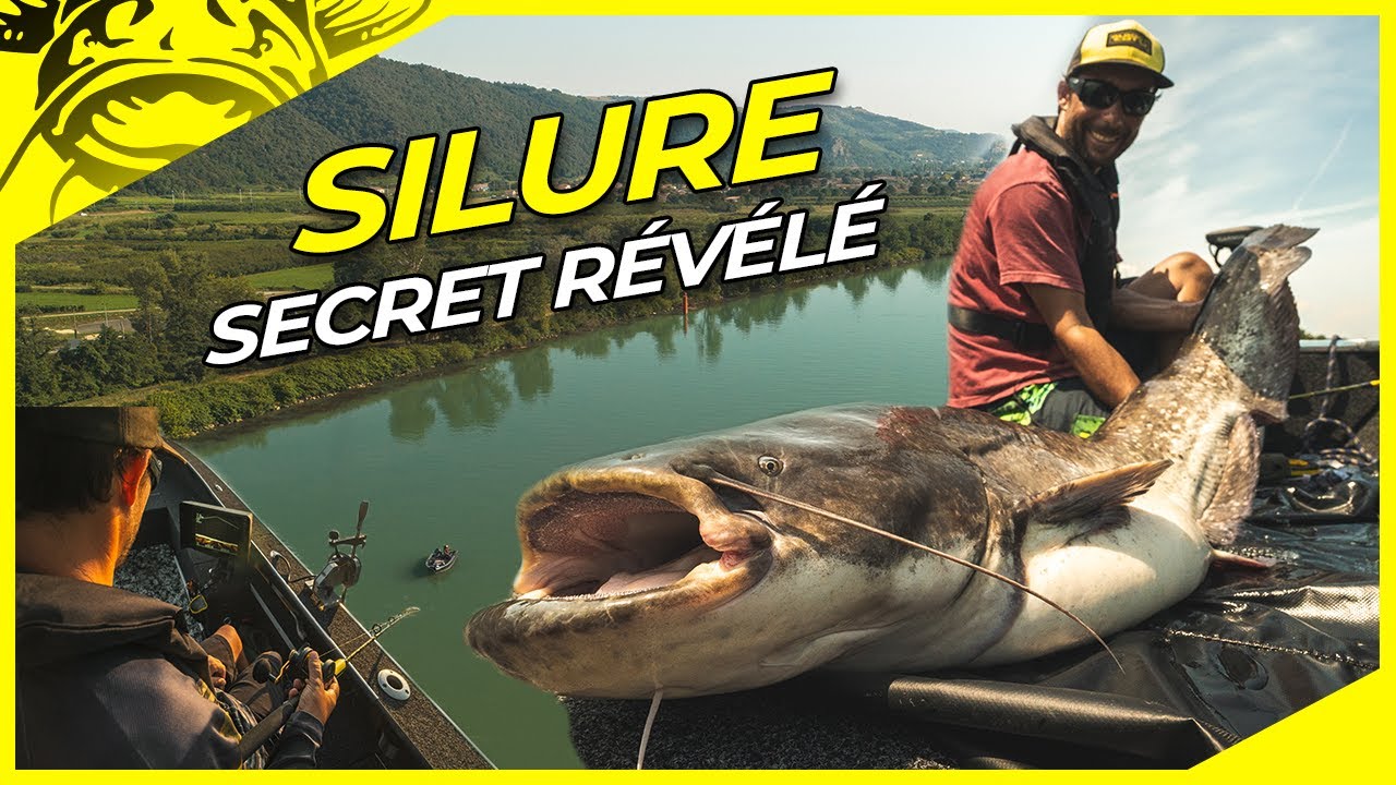SILURE après SILURE - voilà comment ça se passe | Pêche du silure sur ...