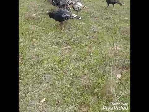 HİND TOYUQLARI(HİNDÜŞQALAR)