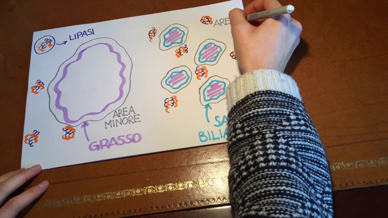 sali biliari g madaro - YouTube