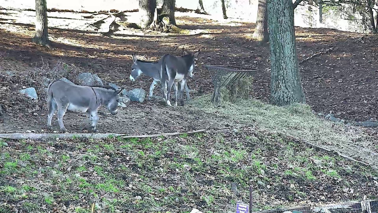 Donkey Barn Cam 11-24-2017 10:39:58 - 11:10:43 - YouTube