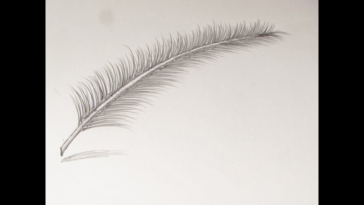 How to Draw or Sketch a Feather (Pankh) #1 - YouTube