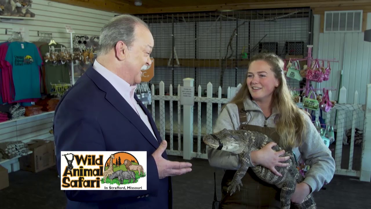 Wild Animal Wednesday: Gator - YouTube