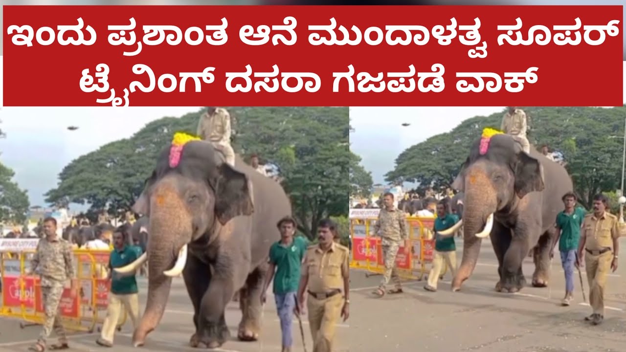 ಇಂದು ಪ್ರಶಾಂತ ಆನೆ ಮುಂದಾಳತ್ವ ಸೂಪರ್ ಟ್ರೈನಿಂಗ್ ದಸರಾ ಗಜಪಡೆ ವಾಕ್ | today ...