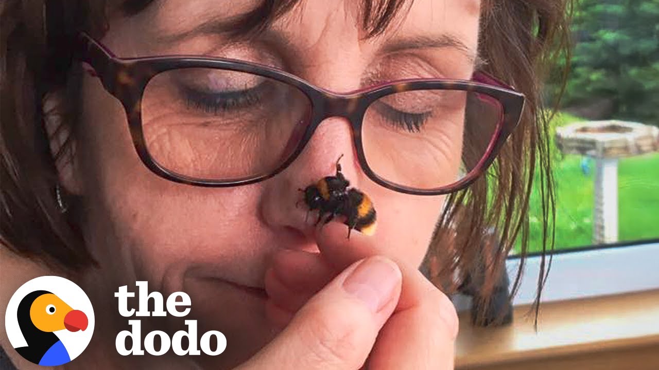 Bee With No Wings Asked Rescuer To Tuck Her In | The Dodo - YouTube
