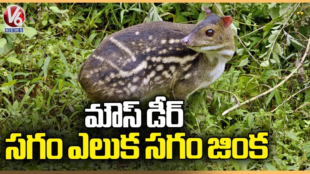 Rare Indian Mouse Deer Spotted in Chhattisgarh’s Kanger Valley National ...