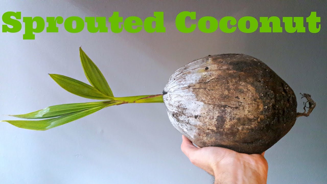 Sprouted Coconut - Weird Fruit Explorer Ep. 191 - YouTube