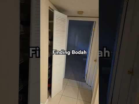 Bodah opens...EVERYTHING #cats #cat #sillykitty #musicgenre #music # ...