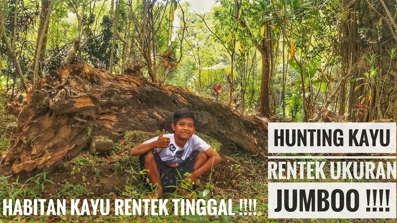 #Mencari Habitat Kayu Rentek Di sekitar Sawah !!! - YouTube