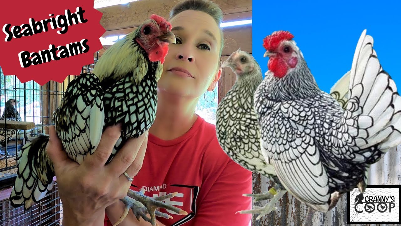 Seabright Bantams - YouTube