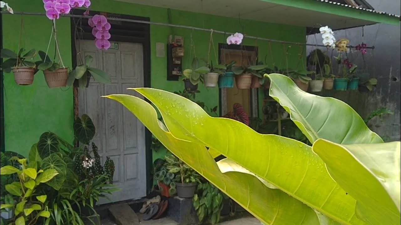 DENGAN TANAMAN HIAS HALAMAN RUMAH JADI INDAH|TANAMAN HIAS DIDEPAN RUMAH ...