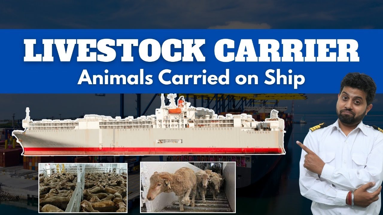 How are animals carried on ships? Salaries on livestock carrier. - YouTube