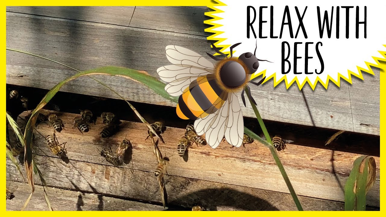 DREAMBUDDY ASMR Relaxing bee sounds - Entspanntes Bienensummen (no ...