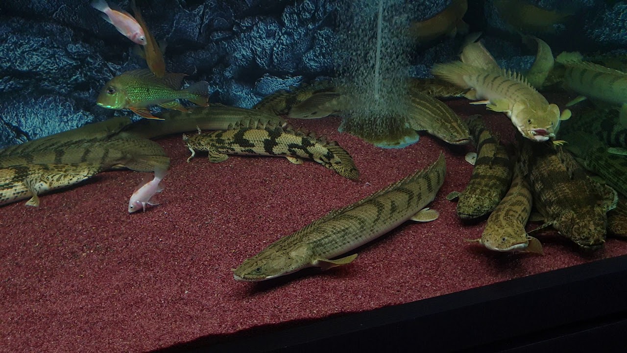 1st March 2020 Polypterus bichirs feedings - YouTube