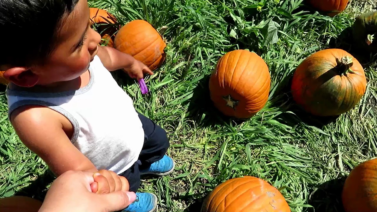 Cal Poly Pomona Pumpkin Patch-October 7,2017 - YouTube
