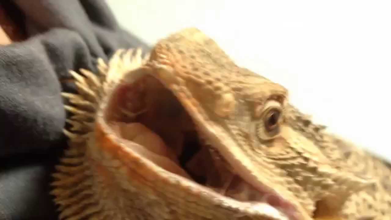 Pogona vitteceps with tentative sand impaction - YouTube