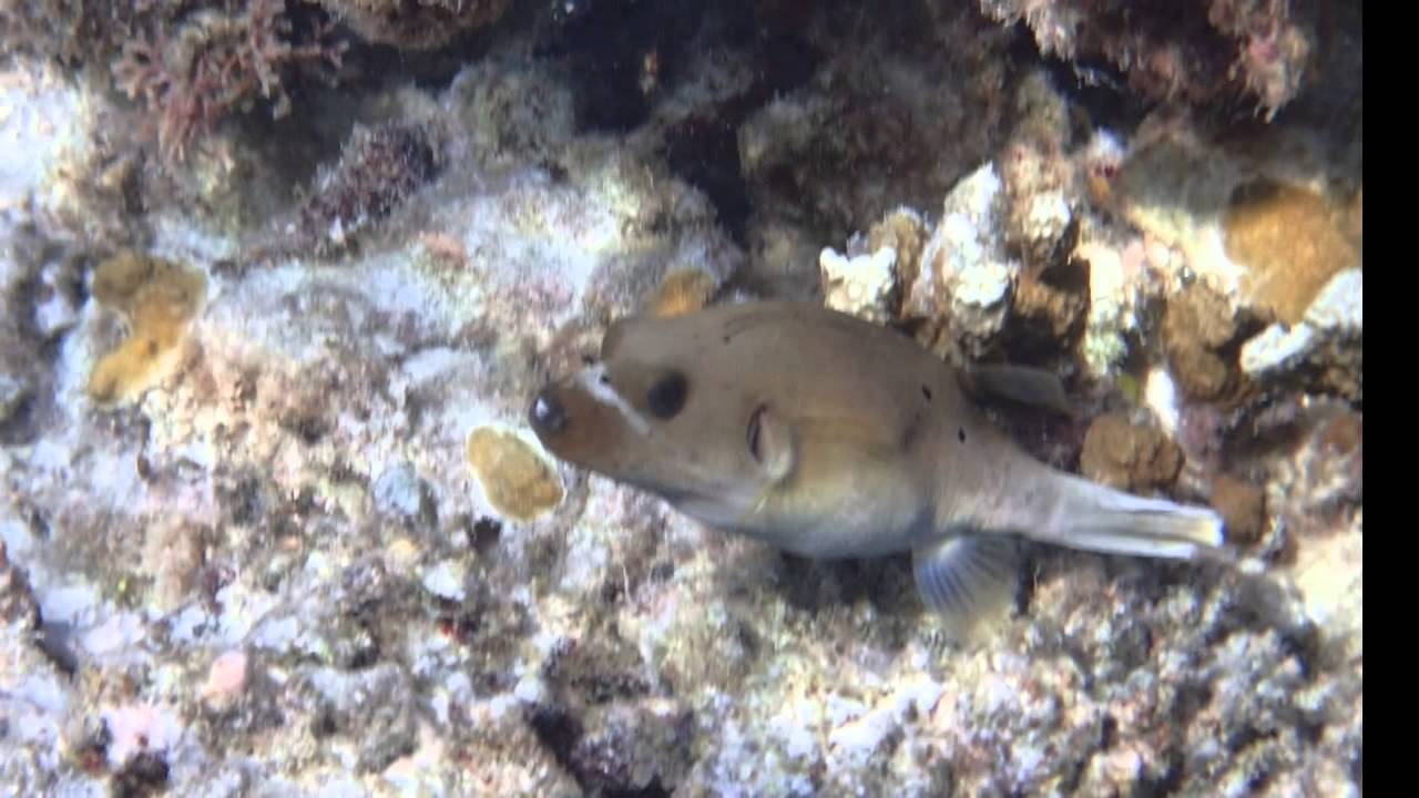 Coral Reefs and Fish of the Marshall Islands - YouTube