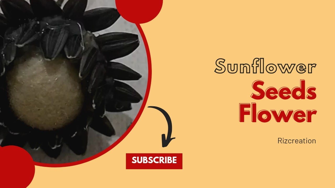 Diy|Sunflower Seeds Flower Tutorial step by step|Sorj mukhi k beaj say flower banaen - YouTube