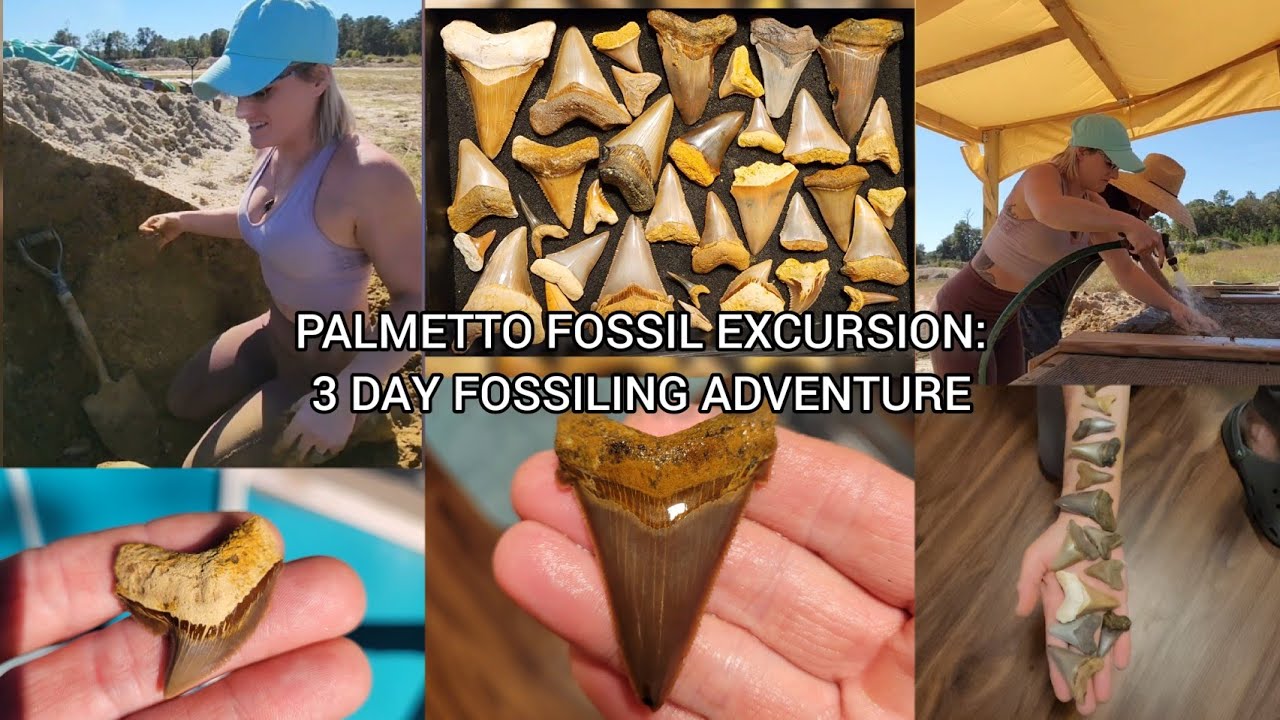 Fossiling at Palmetto Fossil Excursions in South Carolina: Megalodons ...