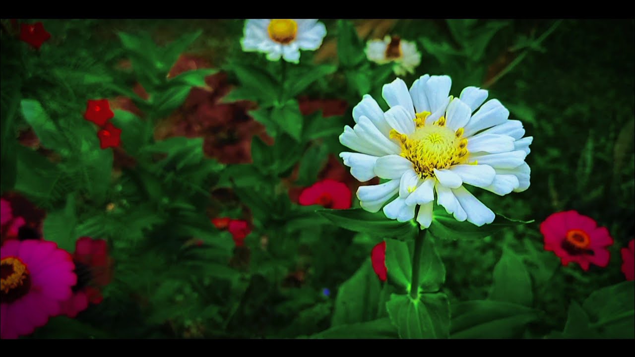 cinematic video bunga | video cinematic taman bunga - YouTube